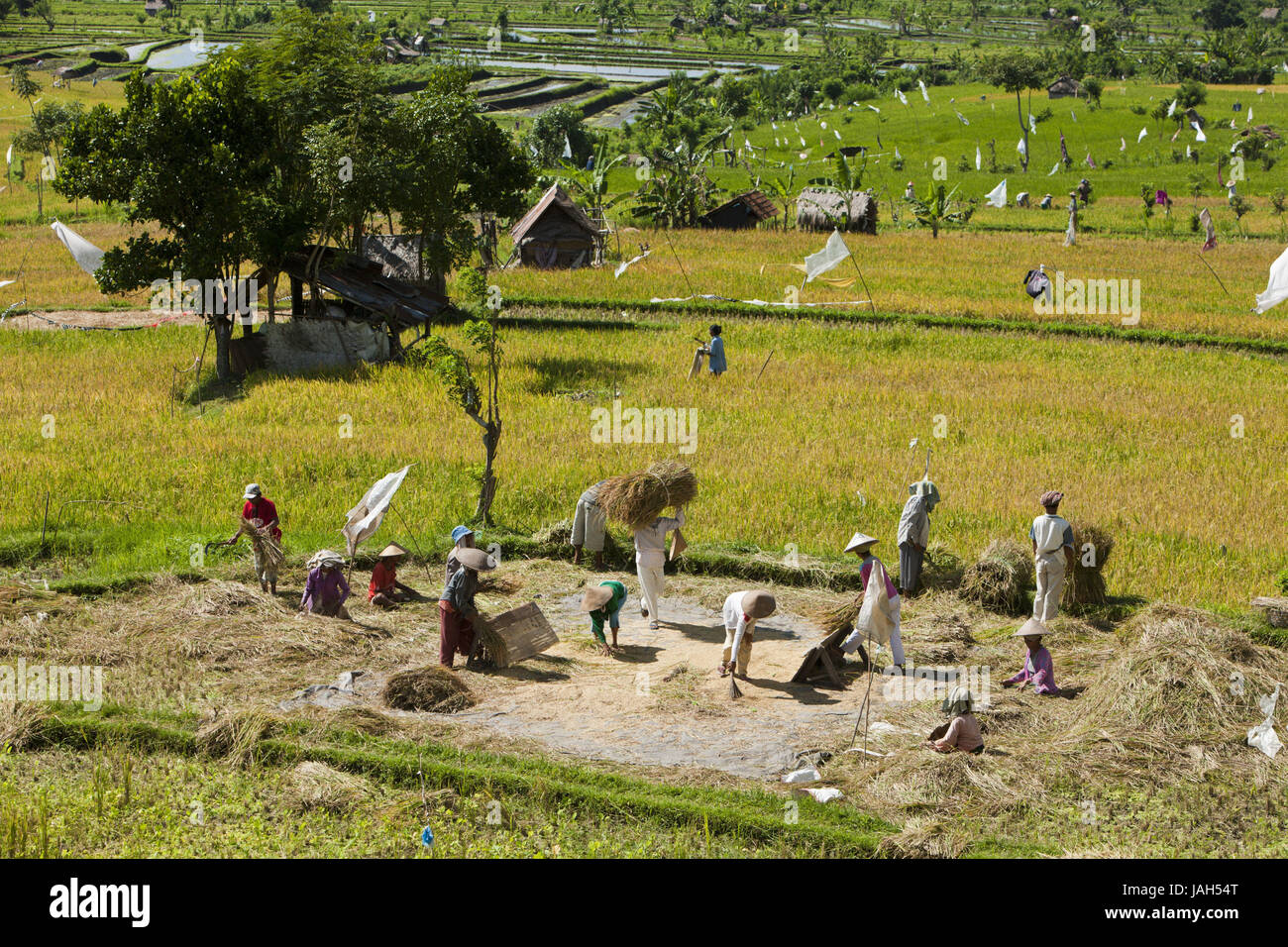 Reisernte kein modell -Fotos und -Bildmaterial in hoher Auflösung – Alamy