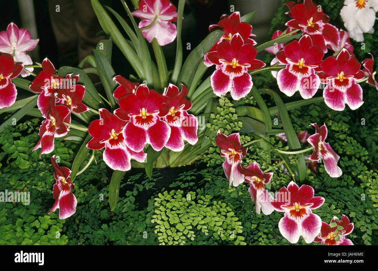 Miltonia Orchidee Miltonia Spec Stockfotos und -bilder Kaufen - Alamy