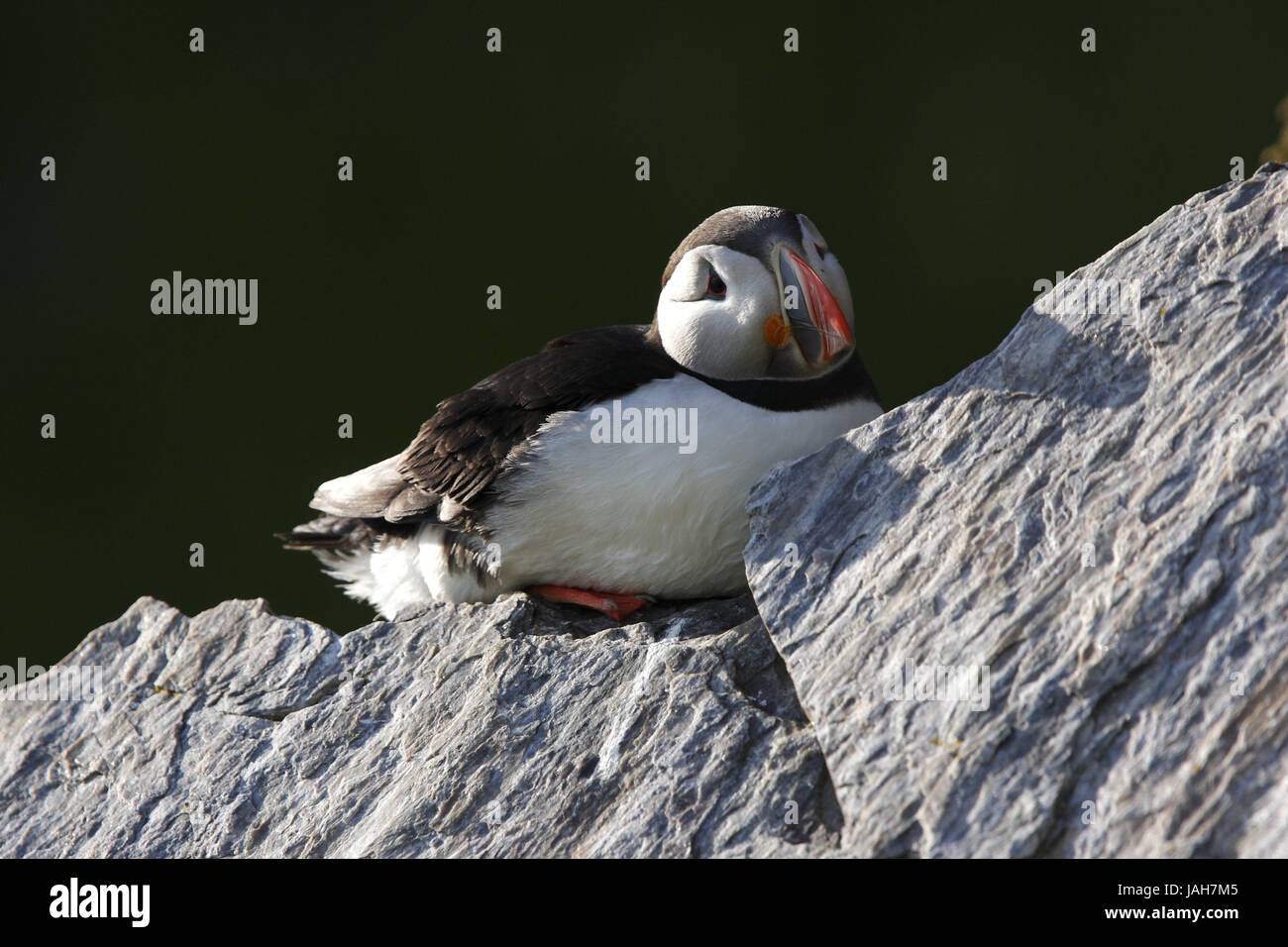 Papagei, Taucher, Felsen, Sit, Vogels Art, Vogel, Papagei Taucher ...