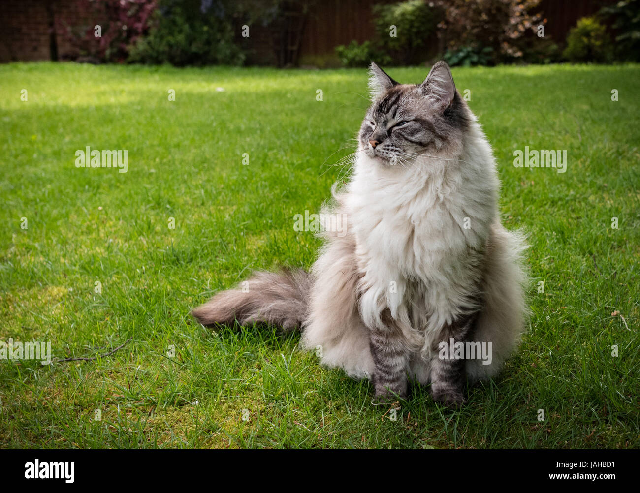 Rag doll cat ragdoll -Fotos und -Bildmaterial in hoher Auflösung – Alamy