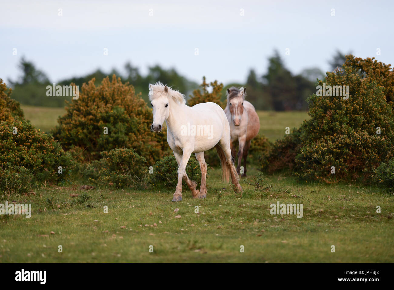 Wildes pony im galopp -Fotos und -Bildmaterial in hoher Auflösung – Alamy