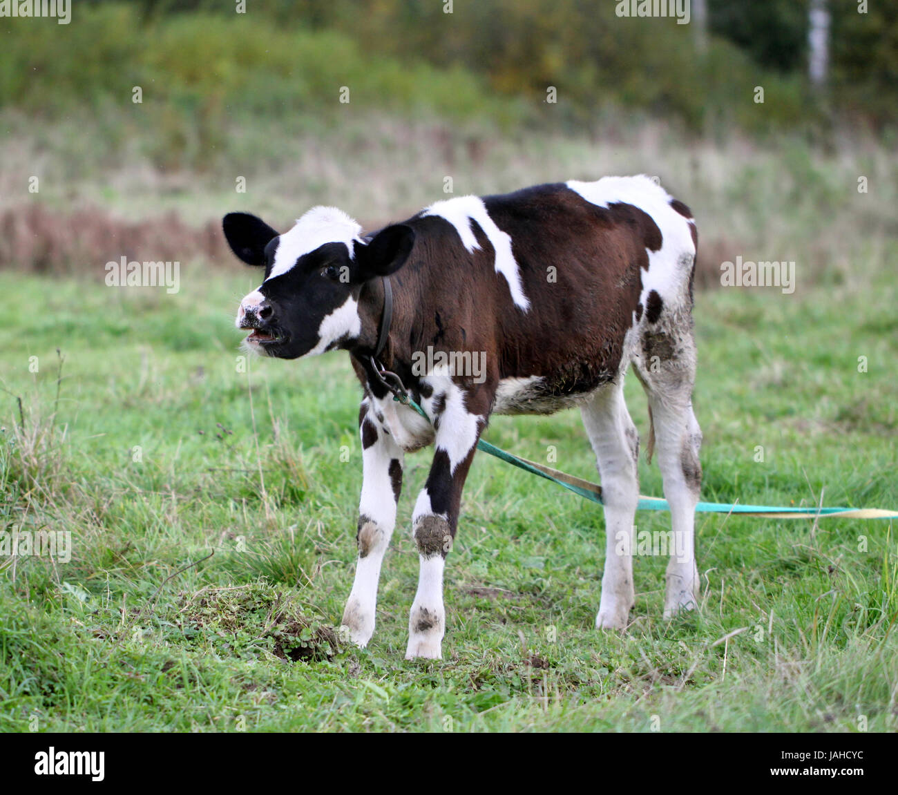 Holstein Friesian Bull Stockfotos & Holstein Friesian Bull Bilder - Alamy