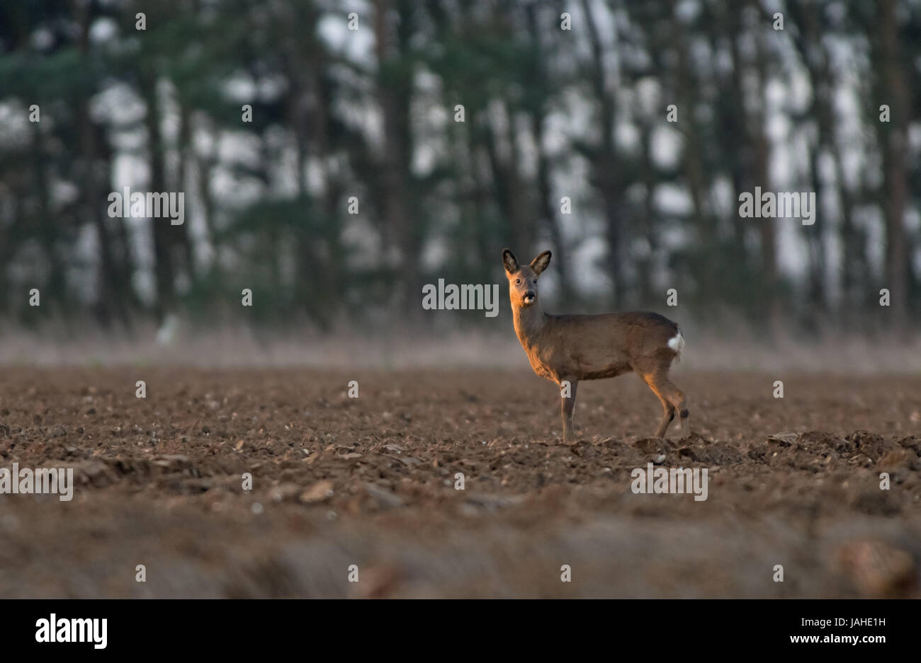 Rehe frühling -Fotos und -Bildmaterial in hoher Auflösung – Alamy