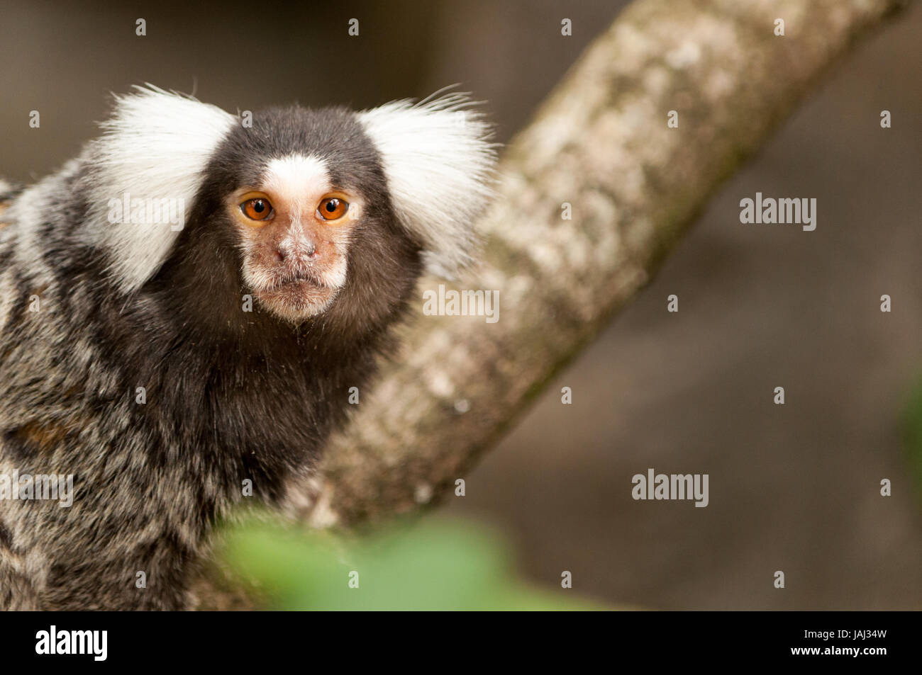 Flaumiger affe -Fotos und -Bildmaterial in hoher Auflösung – Alamy