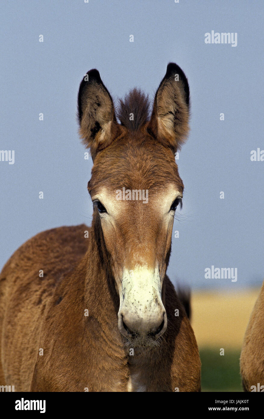 Donkeys Mare With Foal Stockfotos und -bilder Kaufen - Alamy