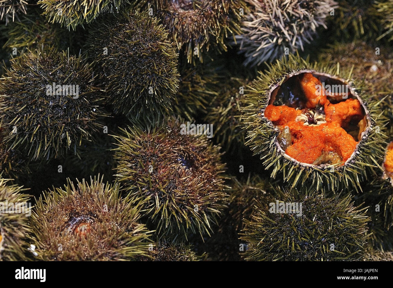 In seeigeln -Fotos und -Bildmaterial in hoher Auflösung – Alamy