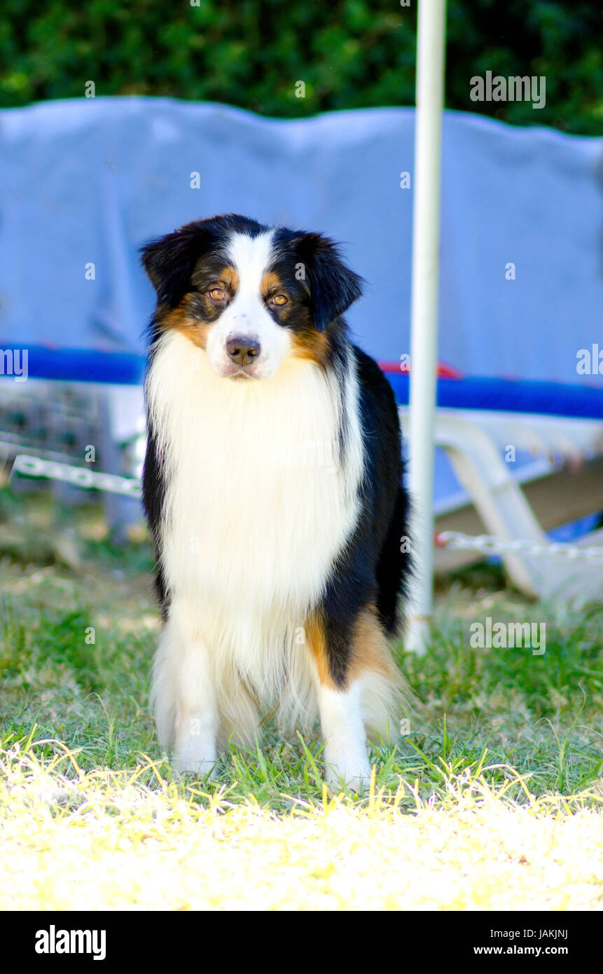 Eine junge, gesunde, schöne, schwarz, weiß und rot Australian Shepherd ...