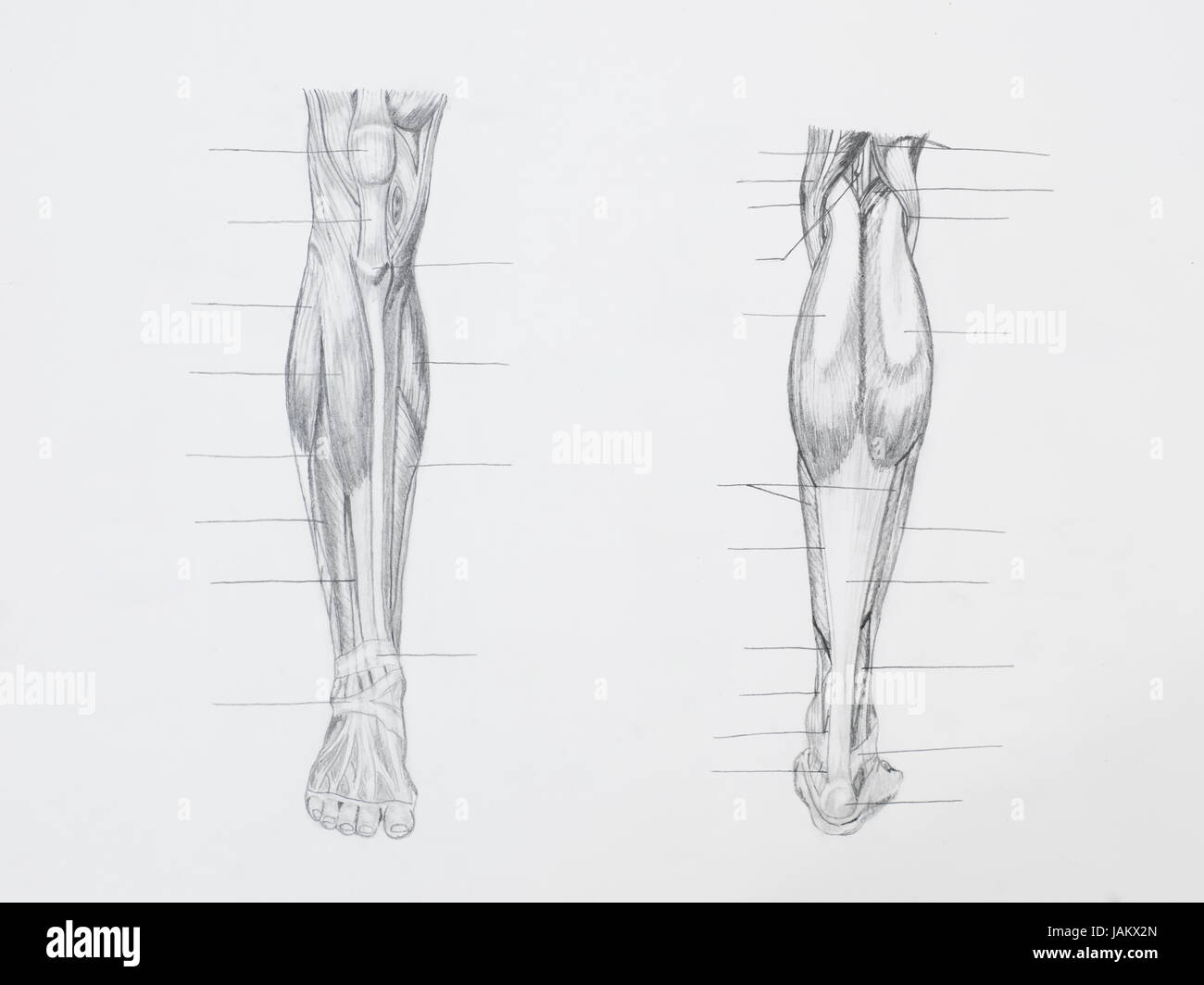 Anatomie muskulatur bein -Fotos und -Bildmaterial in hoher Auflösung ...