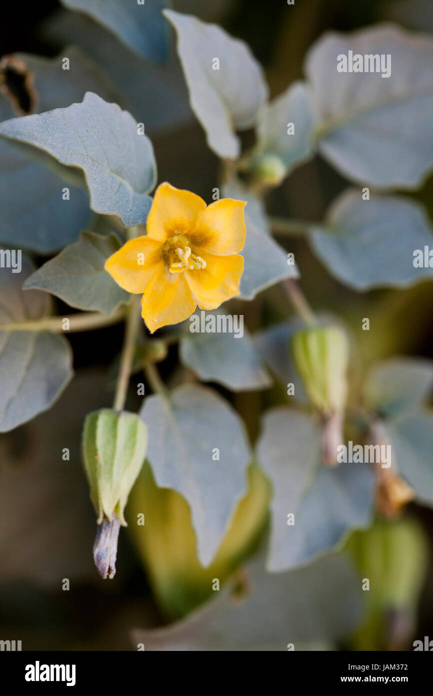 Dick - Blatt Boden - Kirschbaum Pflanzen und Blumen, aka Dicke-leaved ...