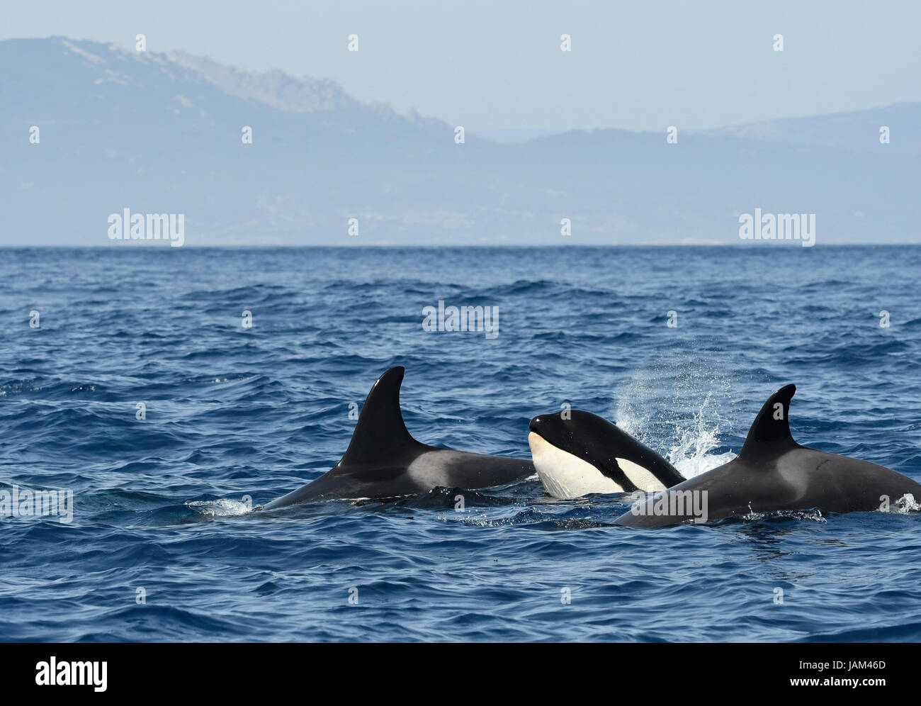 Schwertwal (Orcinus Orca) Gruppe von drei schwimmen zusammen in der ...