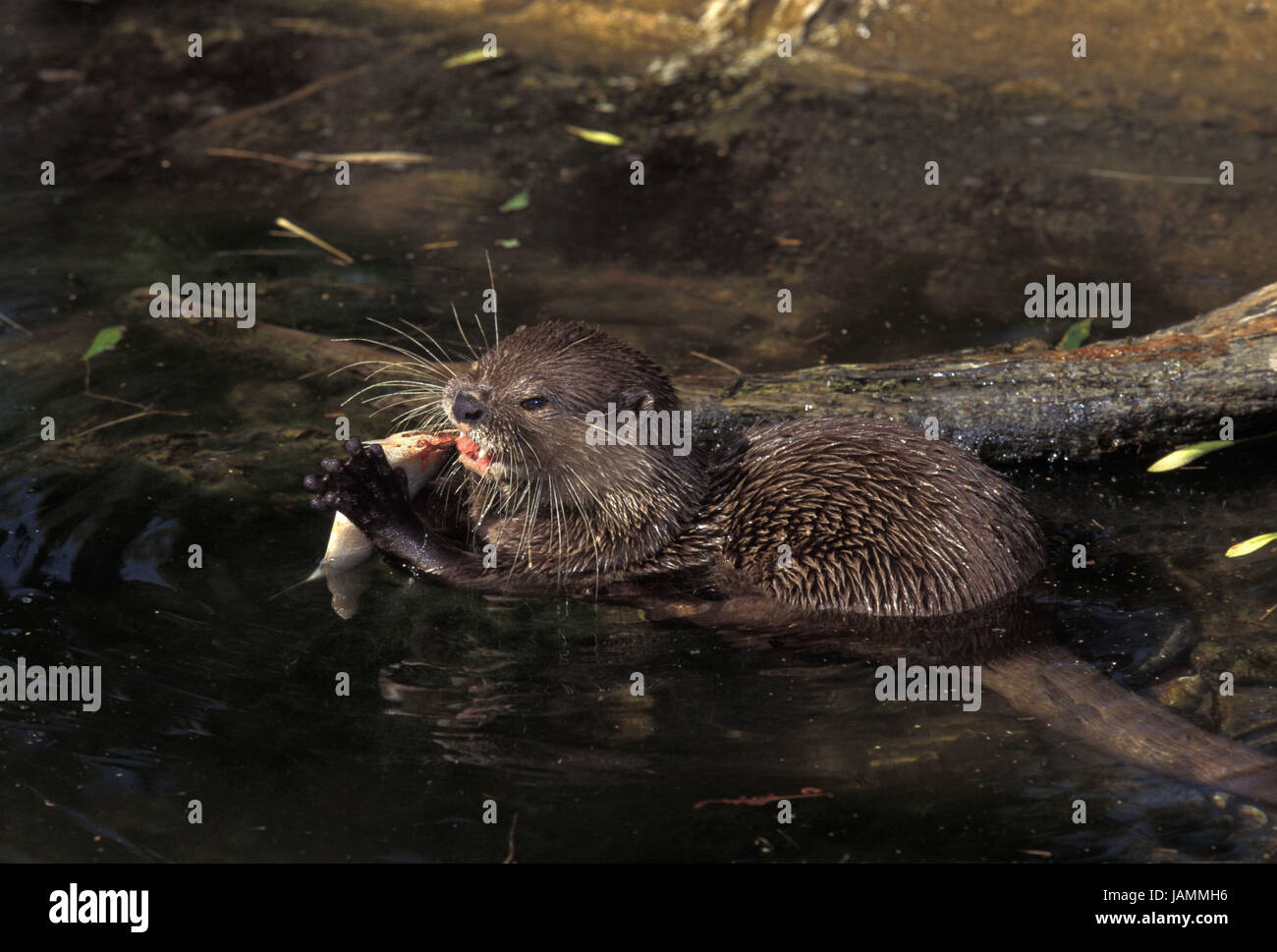 Raubfische essen fische -Fotos und -Bildmaterial in hoher Auflösung – Alamy