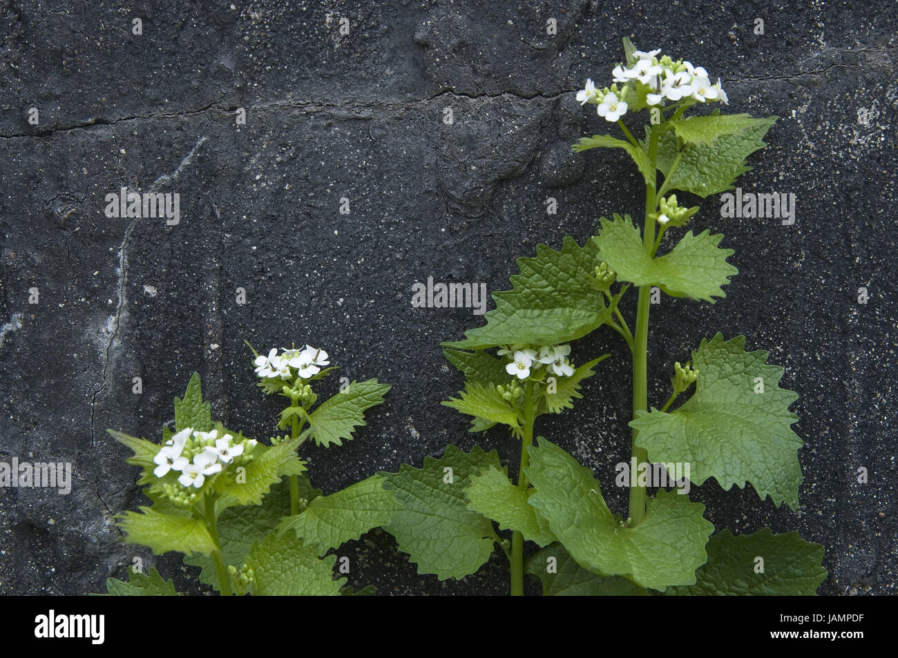 Alliaria officinalis -Fotos und -Bildmaterial in hoher Auflösung – Alamy