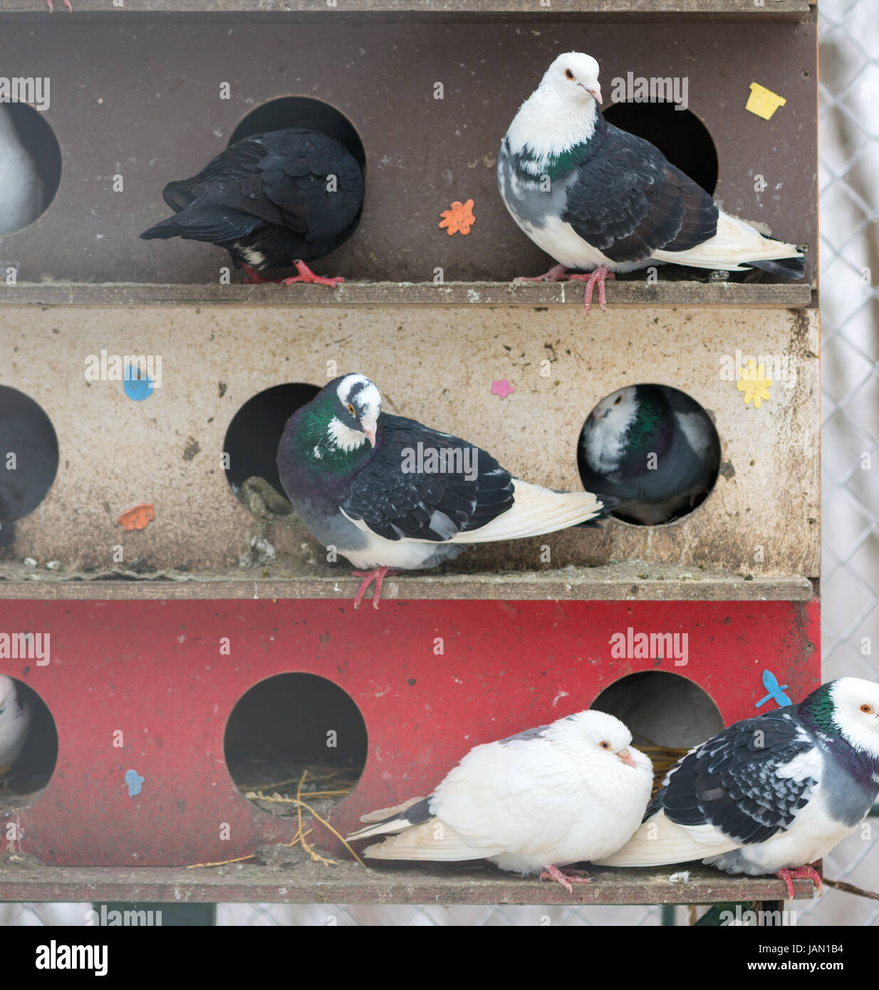 Wood Pigeon Nest Stockfotos & Wood Pigeon Nest Bilder - Alamy
