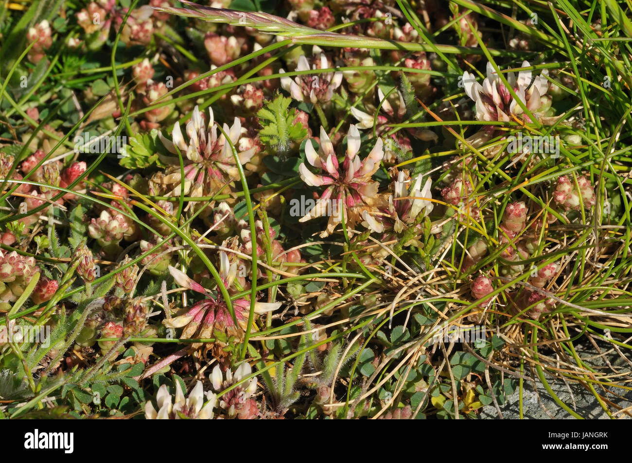 Trifolium occidentale -Fotos und -Bildmaterial in hoher Auflösung – Alamy