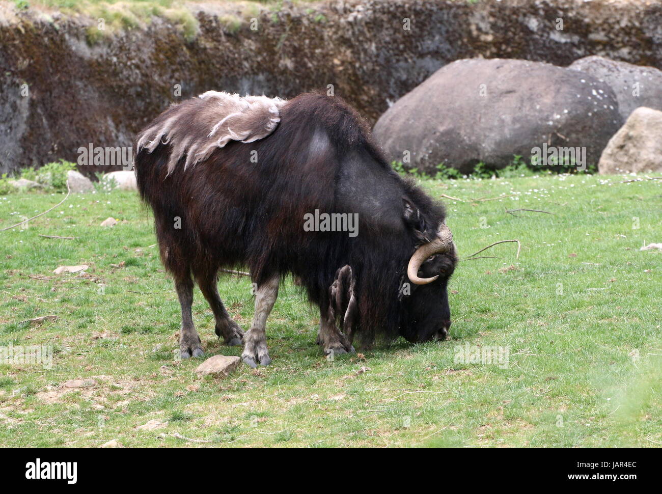 Kanadischer moschusochse -Fotos und -Bildmaterial in hoher Auflösung ...