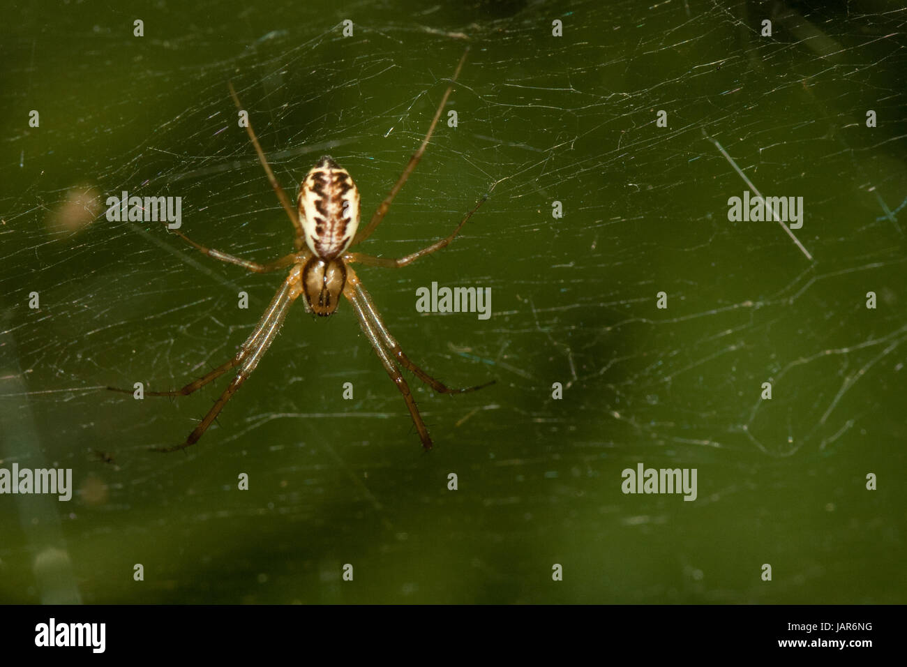 Baldachinspinne Linyphia Triangularis Im Netz Stockfotografie - Alamy