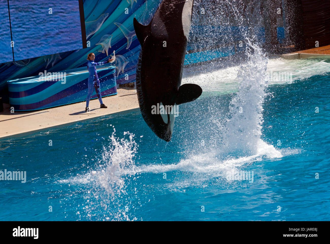 Springender bass -Fotos und -Bildmaterial in hoher Auflösung – Alamy