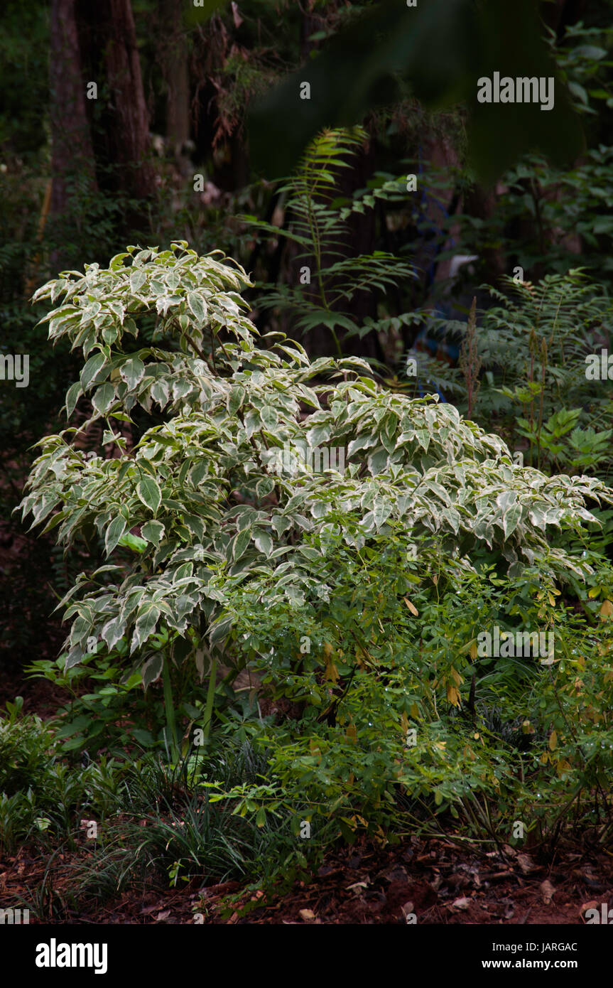 Cornus kousa wolfsaugen -Fotos und -Bildmaterial in hoher Auflösung – Alamy
