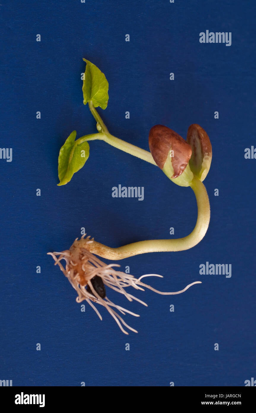 Auswuchs Limabohne zeigen, Blätter und Wurzeln Stockfotografie - Alamy
