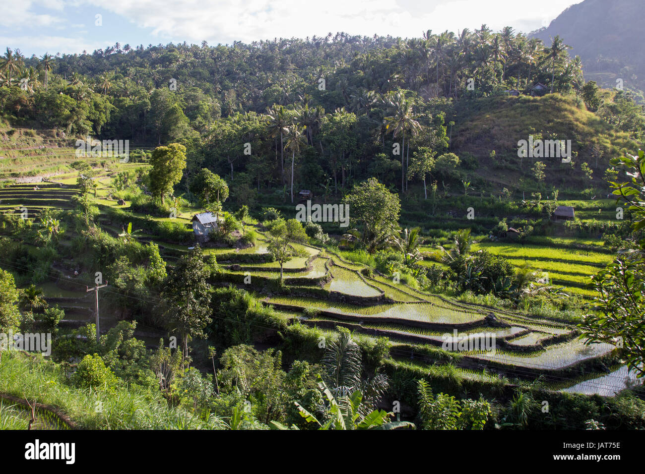 Rice harvest bali -Fotos und -Bildmaterial in hoher Auflösung – Alamy