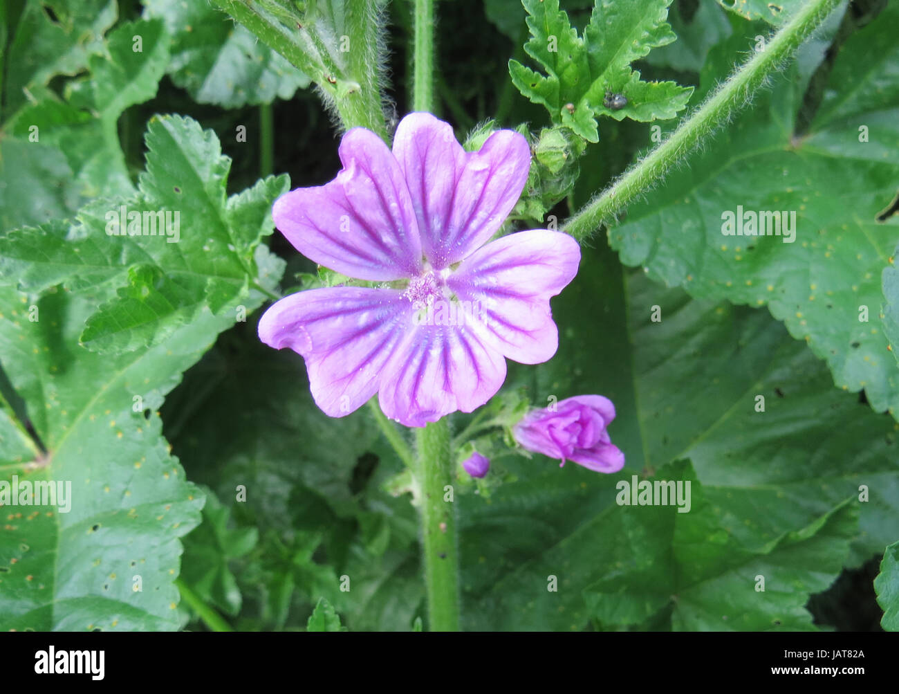 Die wilde malve malva sylvestris -Fotos und -Bildmaterial in hoher ...