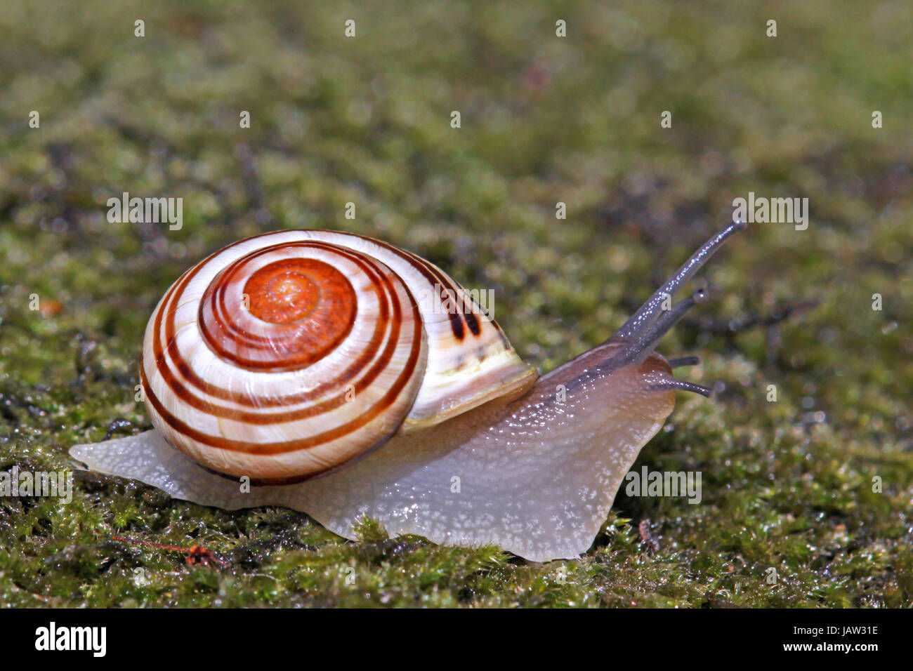 In a rush -Fotos und -Bildmaterial in hoher Auflösung – Alamy