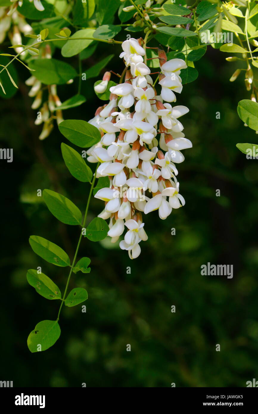 Robinie auf weiß -Fotos und -Bildmaterial in hoher Auflösung – Alamy