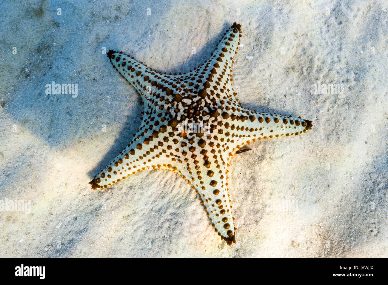 Auf meeresboden -Fotos und -Bildmaterial in hoher Auflösung – Alamy