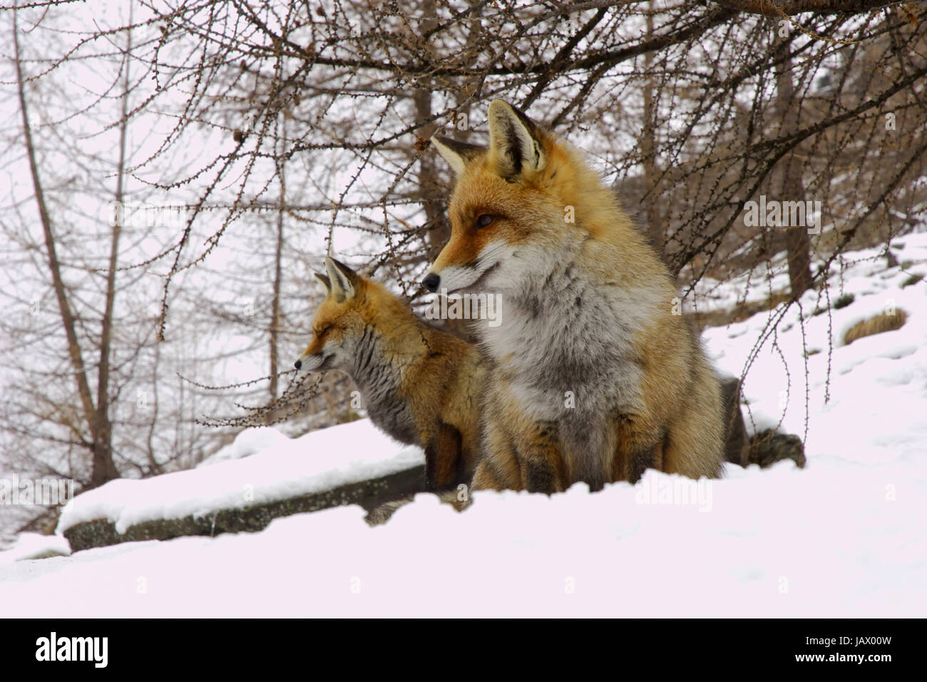 Fox volpe vulpes vulpes primo -Fotos und -Bildmaterial in hoher ...