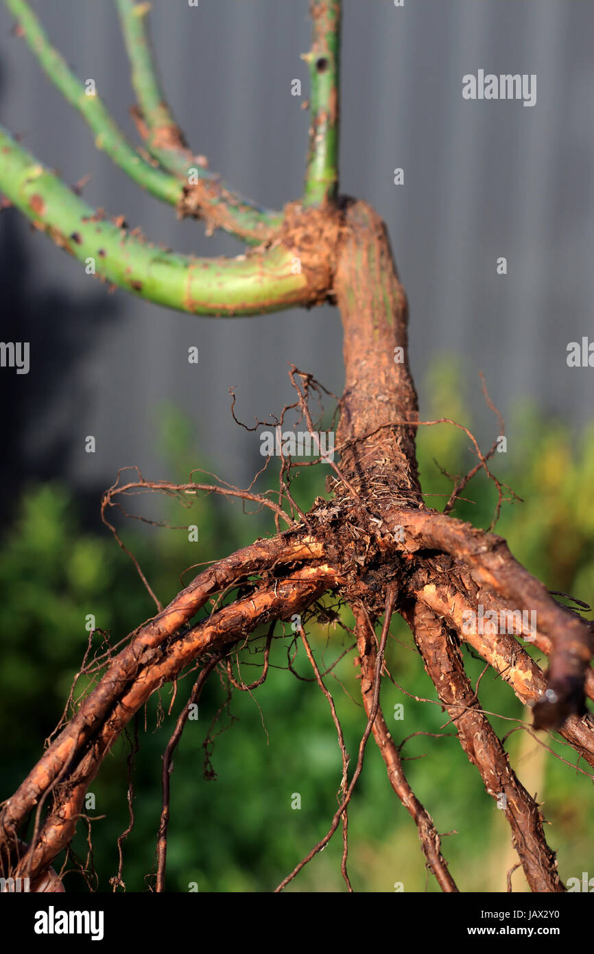Rose Wurzeln Stockfotos und -bilder Kaufen - Alamy