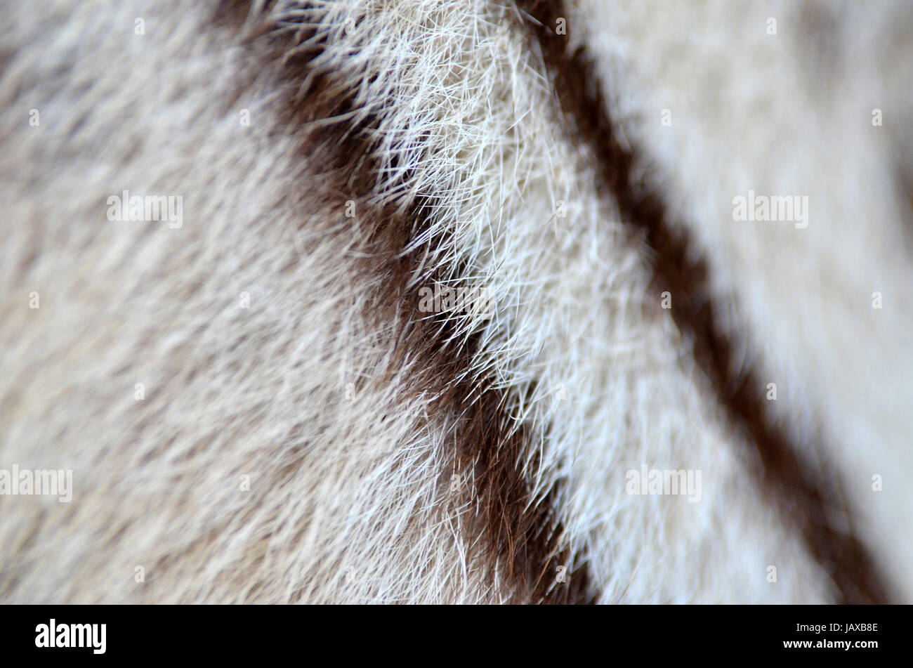 Textured bengal tiger fur -Fotos und -Bildmaterial in hoher Auflösung ...