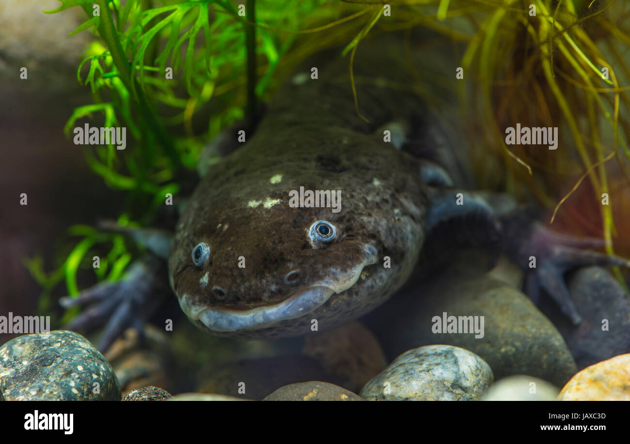 Axolotl ambystoma mexicanum larve -Fotos und -Bildmaterial in hoher ...
