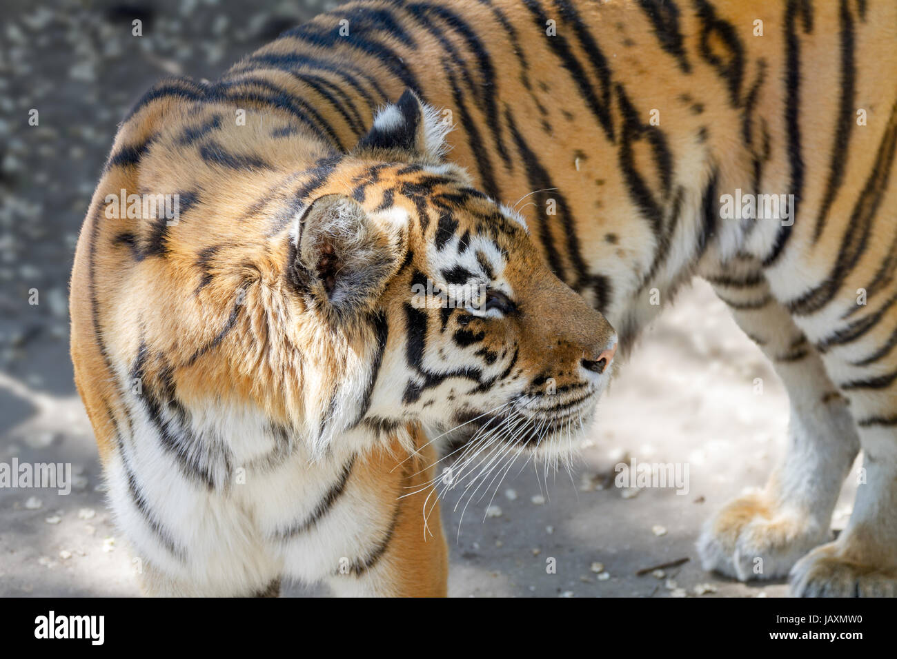 Junger tiger -Fotos und -Bildmaterial in hoher Auflösung – Alamy
