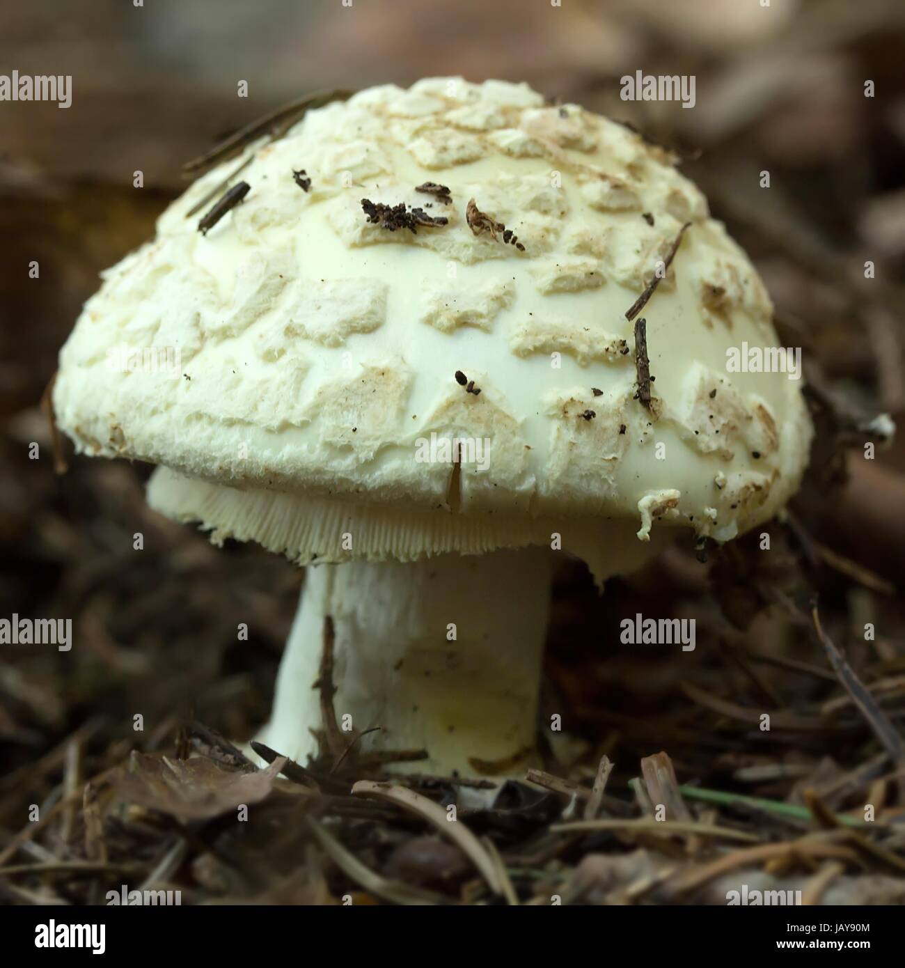 Mappa somme -Fotos und -Bildmaterial in hoher Auflösung – Alamy