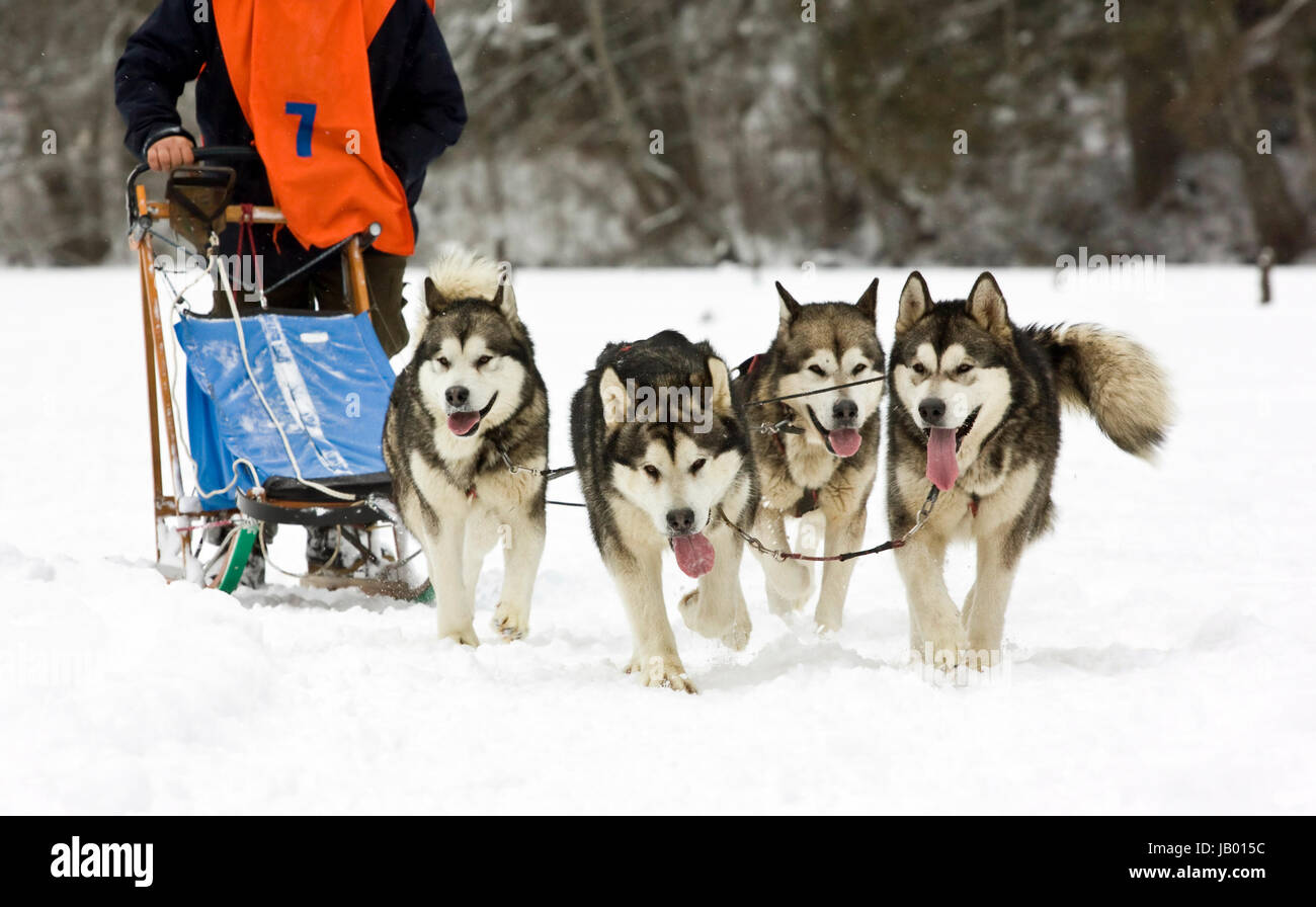 Sled Dog Race Alaskan malamute Stockfotografie - Alamy