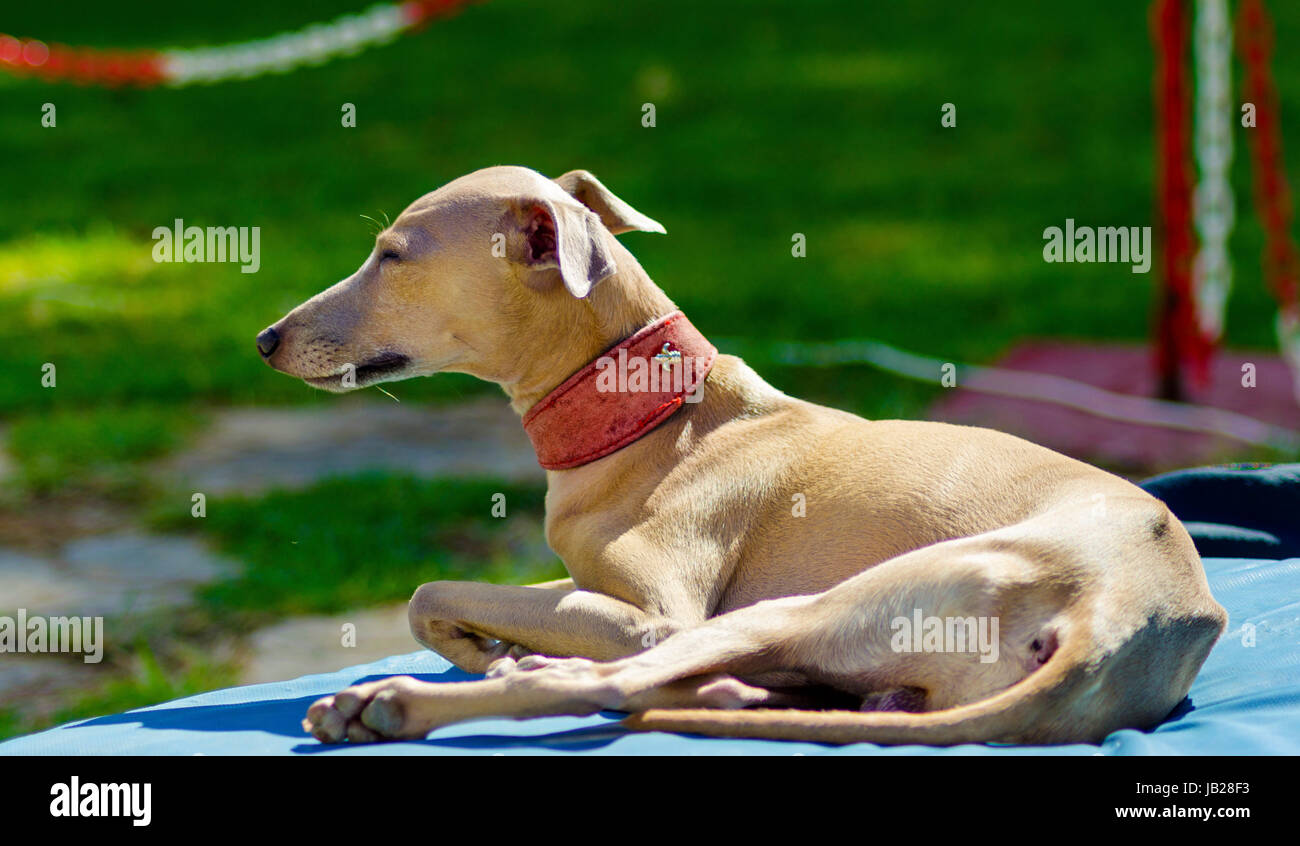 Eine kleine beige - braunen italienischen Greyhound-Hund liegend. Graue ...