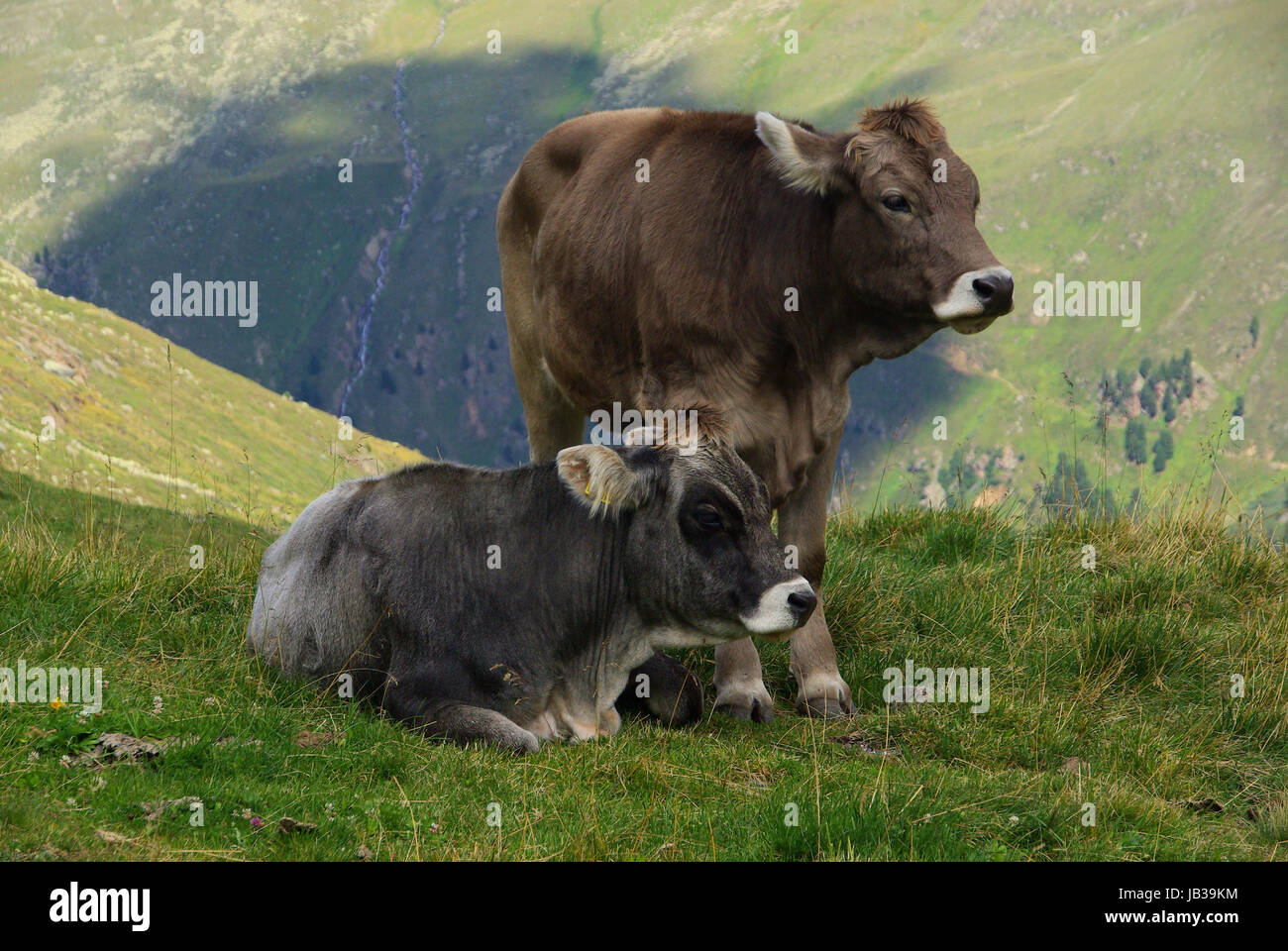 Kaunertal alm -Fotos und -Bildmaterial in hoher Auflösung – Alamy