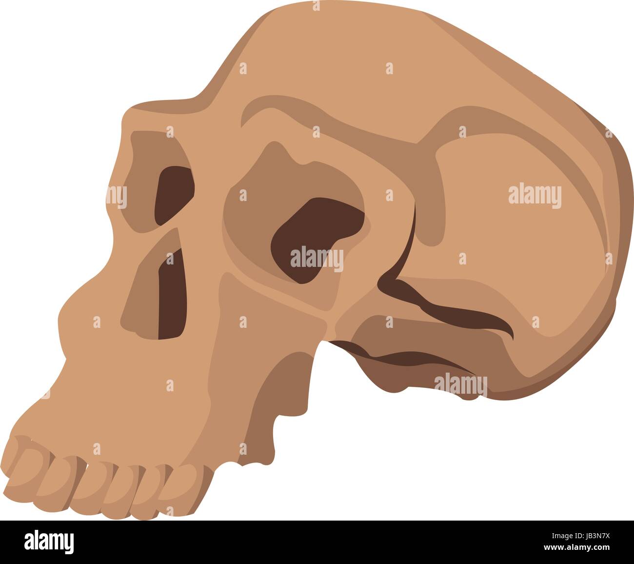 Schädel menschlichen Struktur Anatomie Knochen Symbol Stock ...