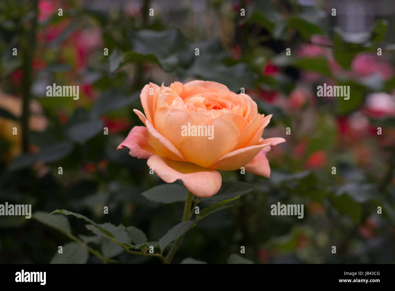 Perennial flowering plants -Fotos und -Bildmaterial in hoher Auflösung ...