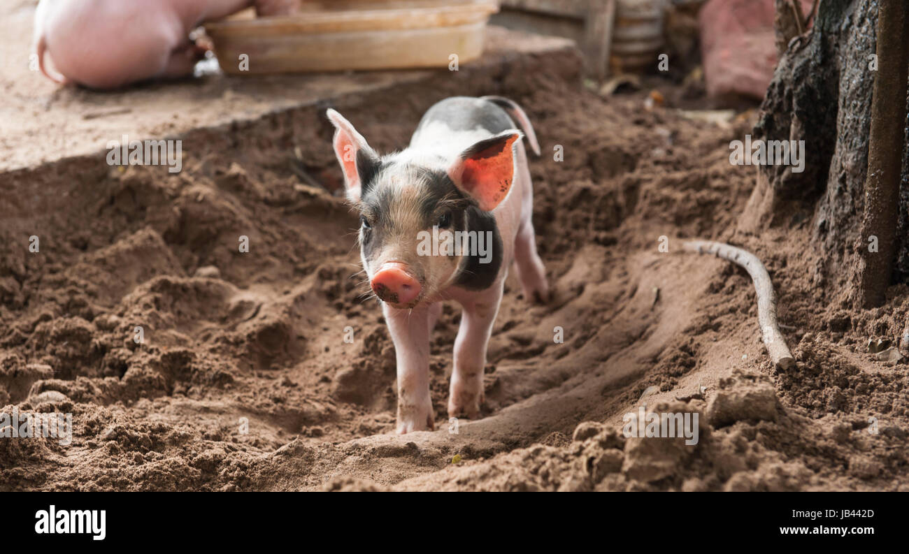 Ferkel im dreck -Fotos und -Bildmaterial in hoher Auflösung – Alamy