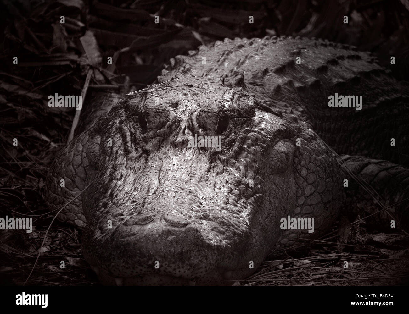 Alligator schützt nest -Fotos und -Bildmaterial in hoher Auflösung – Alamy