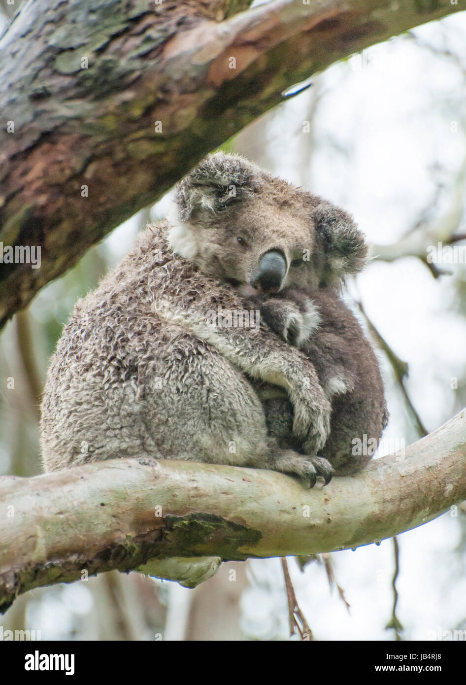 Nasser koala -Fotos und -Bildmaterial in hoher Auflösung – Alamy