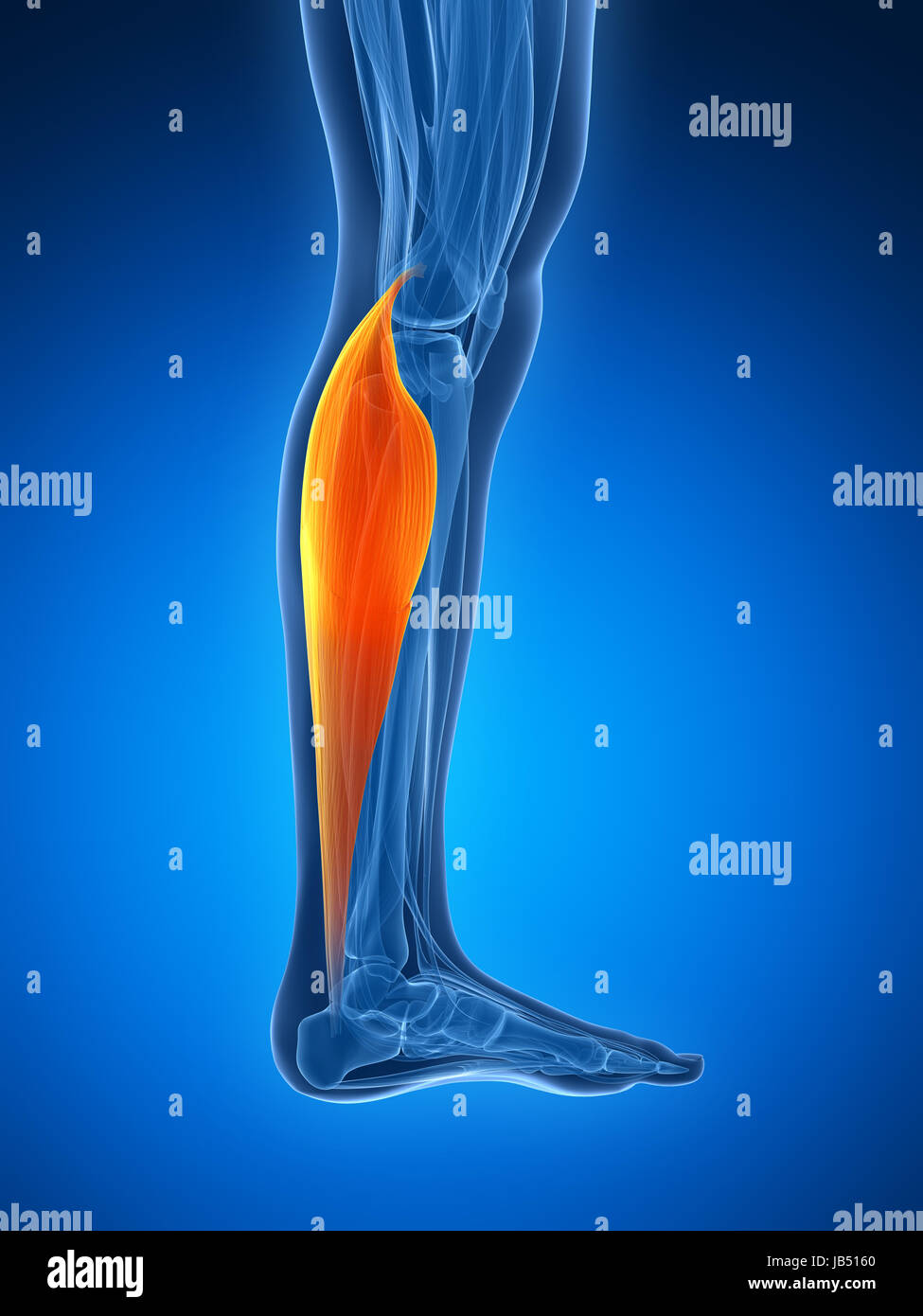 Musculus gastrocnemius -Fotos und -Bildmaterial in hoher Auflösung – Alamy