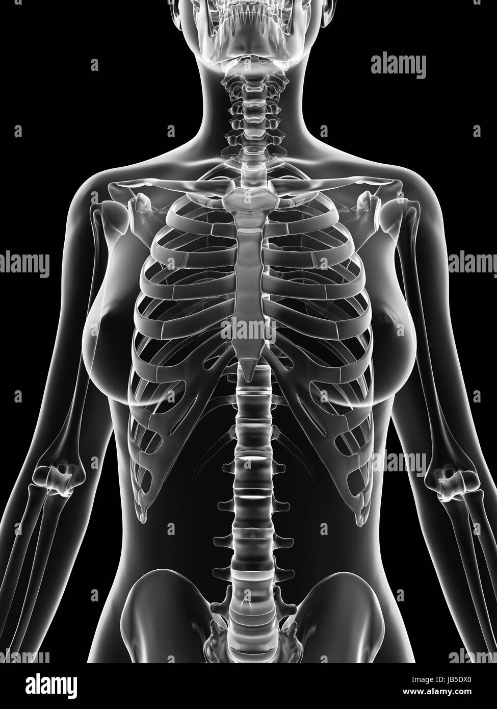 Anatomie du thorax féminin -Fotos und -Bildmaterial in hoher Auflösung ...