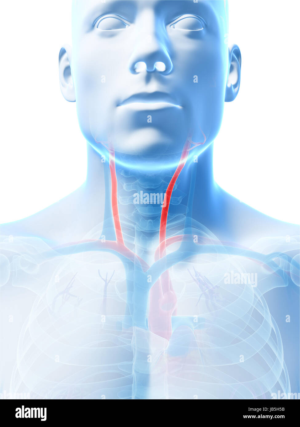 3D gerenderte Darstellung der Arteria carotis Stockfotografie - Alamy