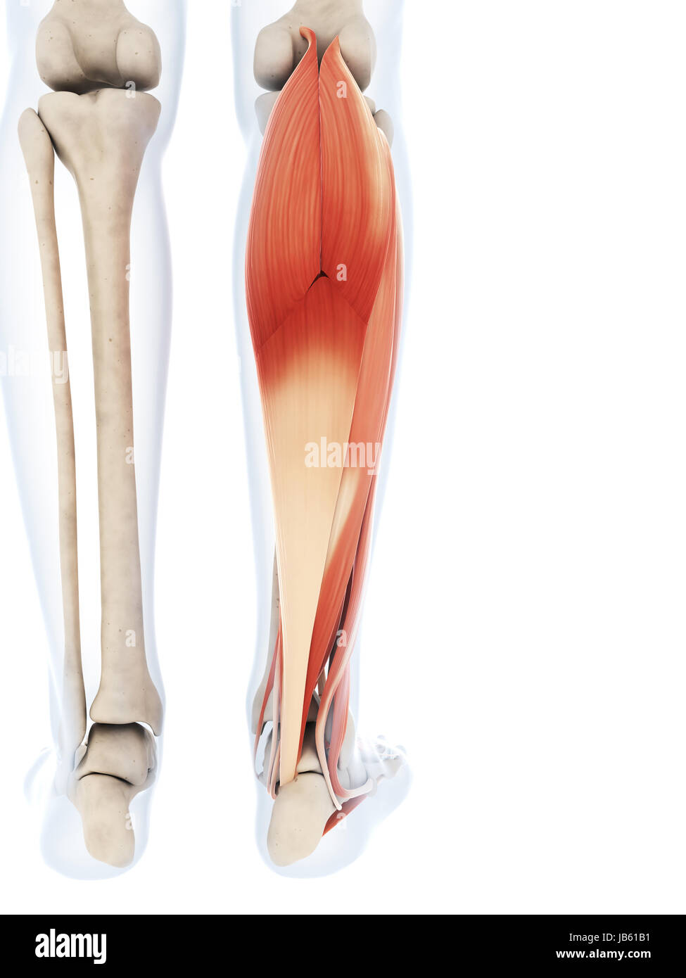 Anatomie Des Unterschenkels Stockfotos und -bilder Kaufen - Alamy