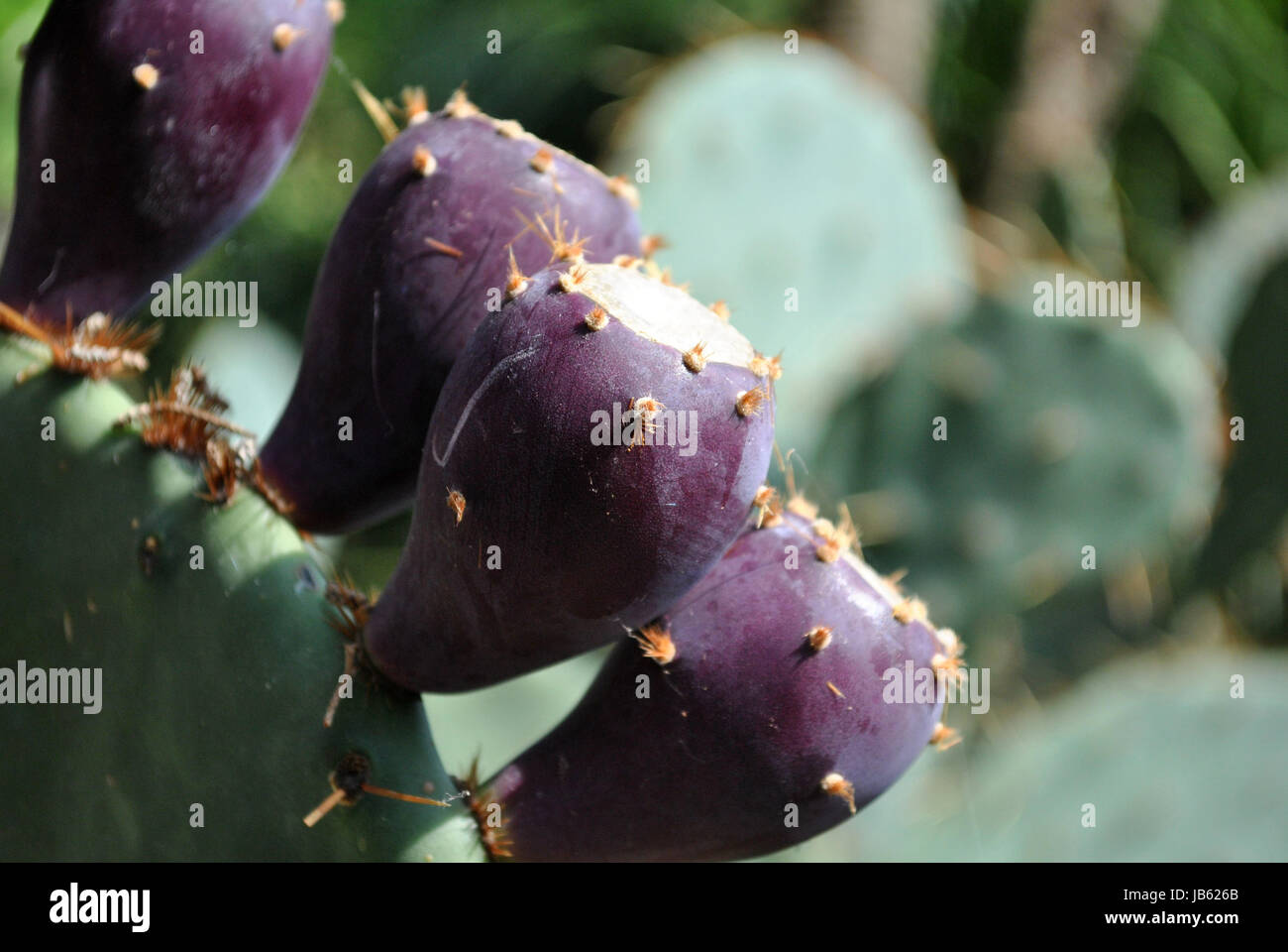 Varieties of acacia -Fotos und -Bildmaterial in hoher Auflösung – Alamy