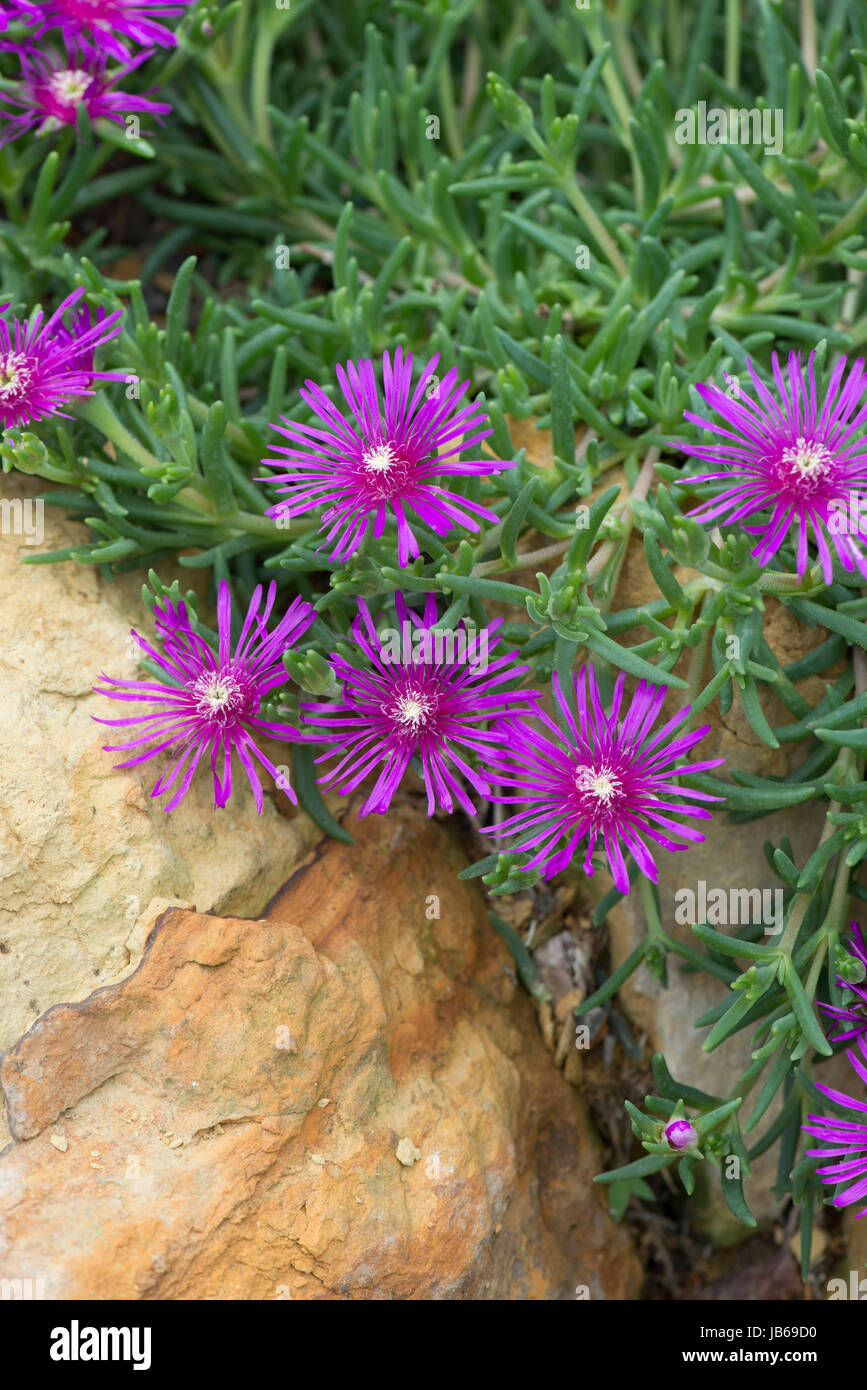 Ice plant delosperma flower -Fotos und -Bildmaterial in hoher Auflösung ...