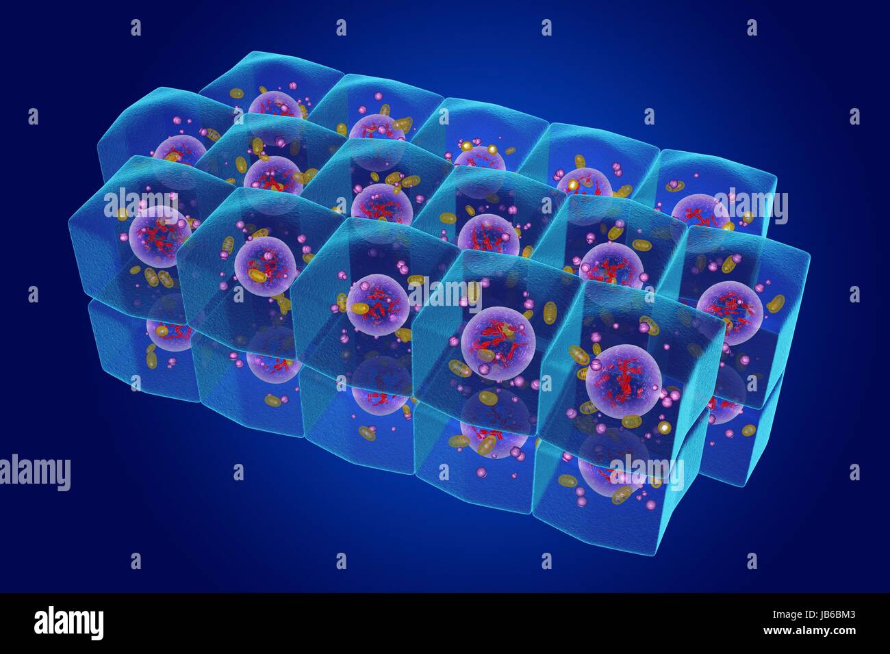 Stratified epithelium -Fotos und -Bildmaterial in hoher Auflösung – Alamy