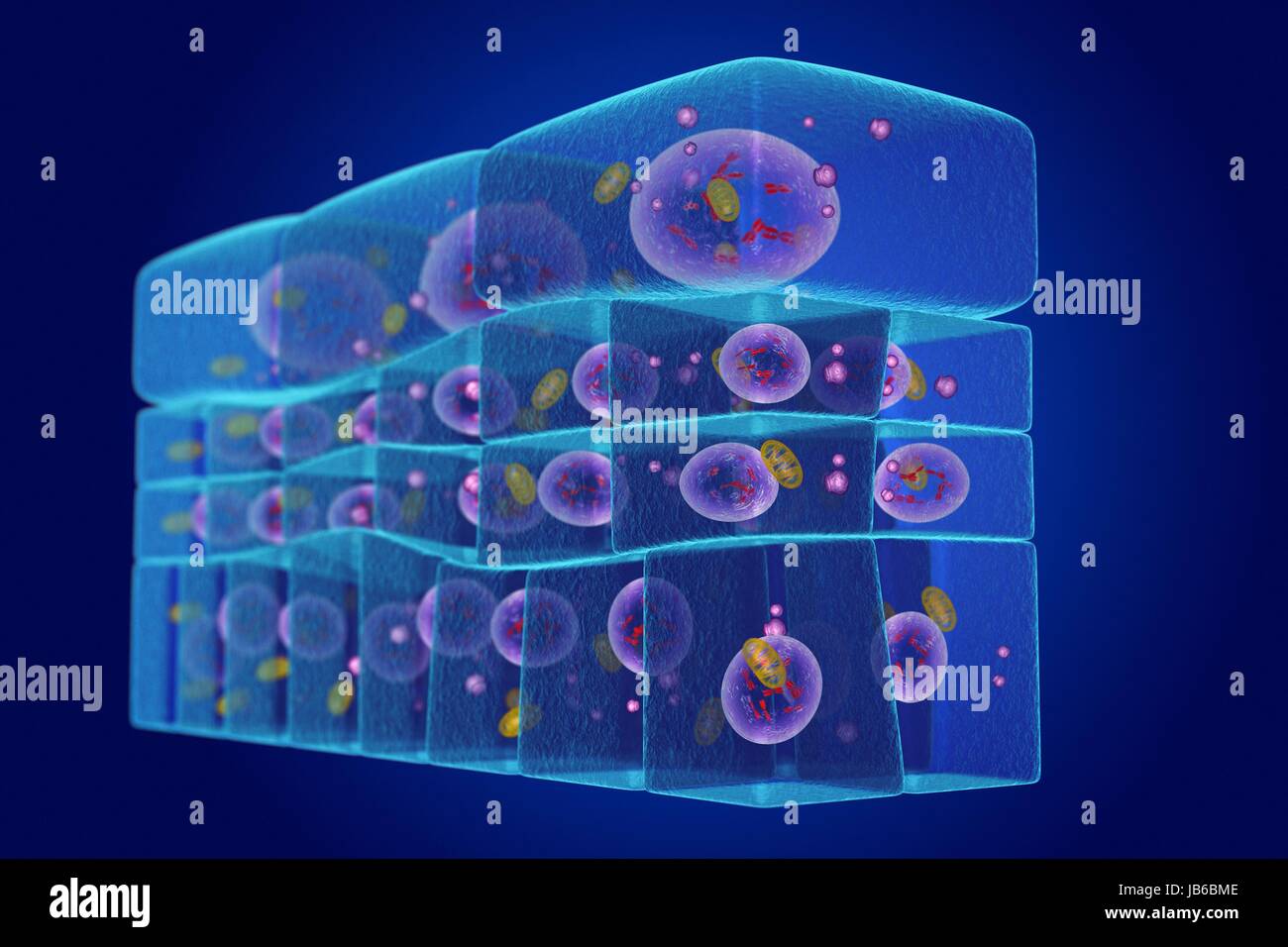 Epithelium transitional -Fotos und -Bildmaterial in hoher Auflösung – Alamy